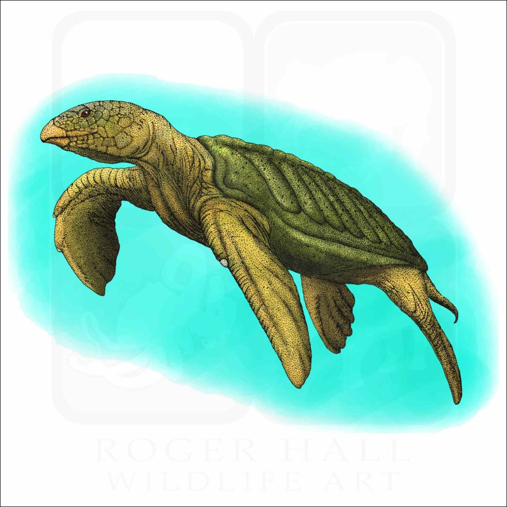 Archelon Giant Sea Turtle - Signed Fine Art Print – inkart
