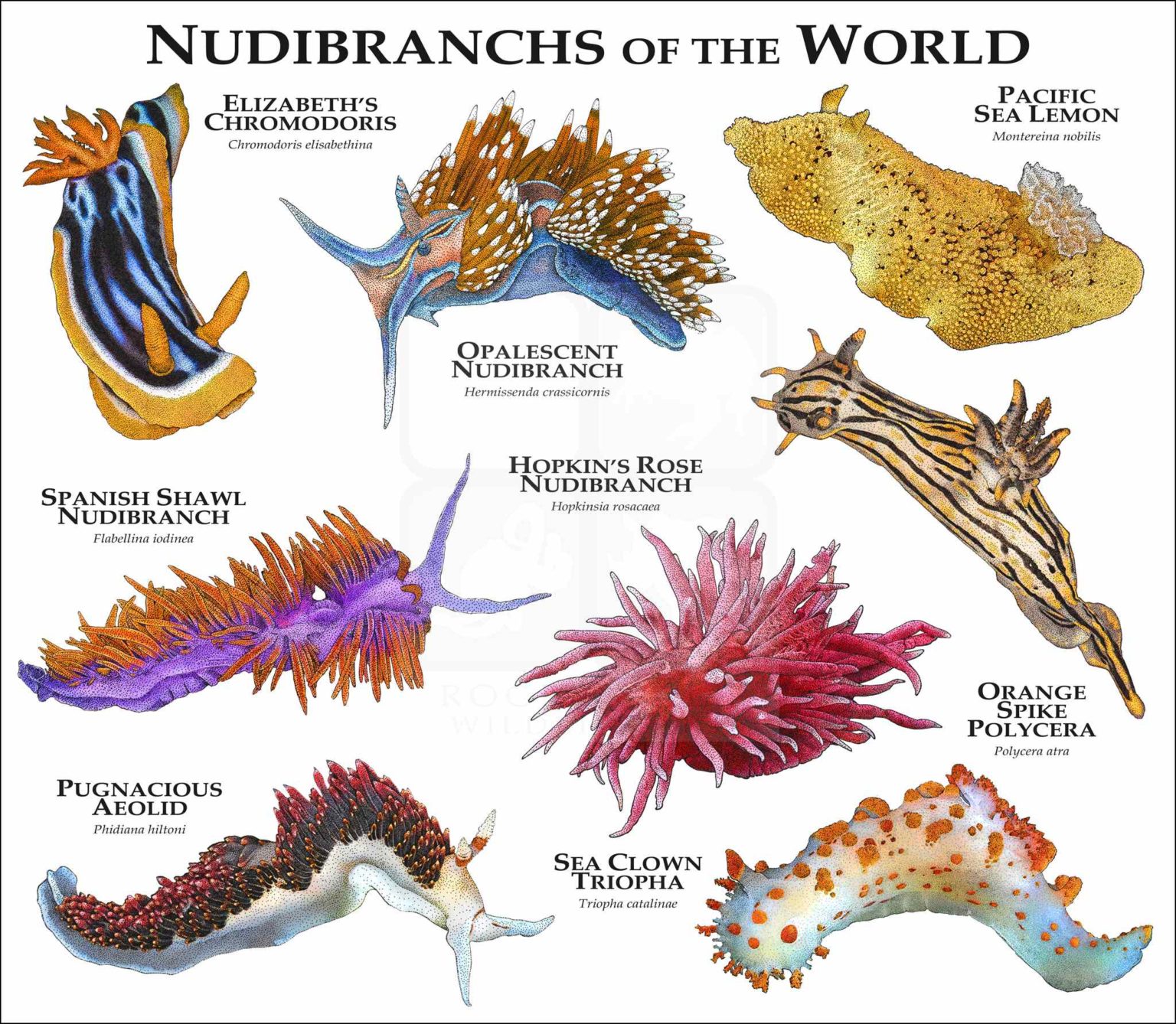 Nudibranchs of the World Poster Print – inkart