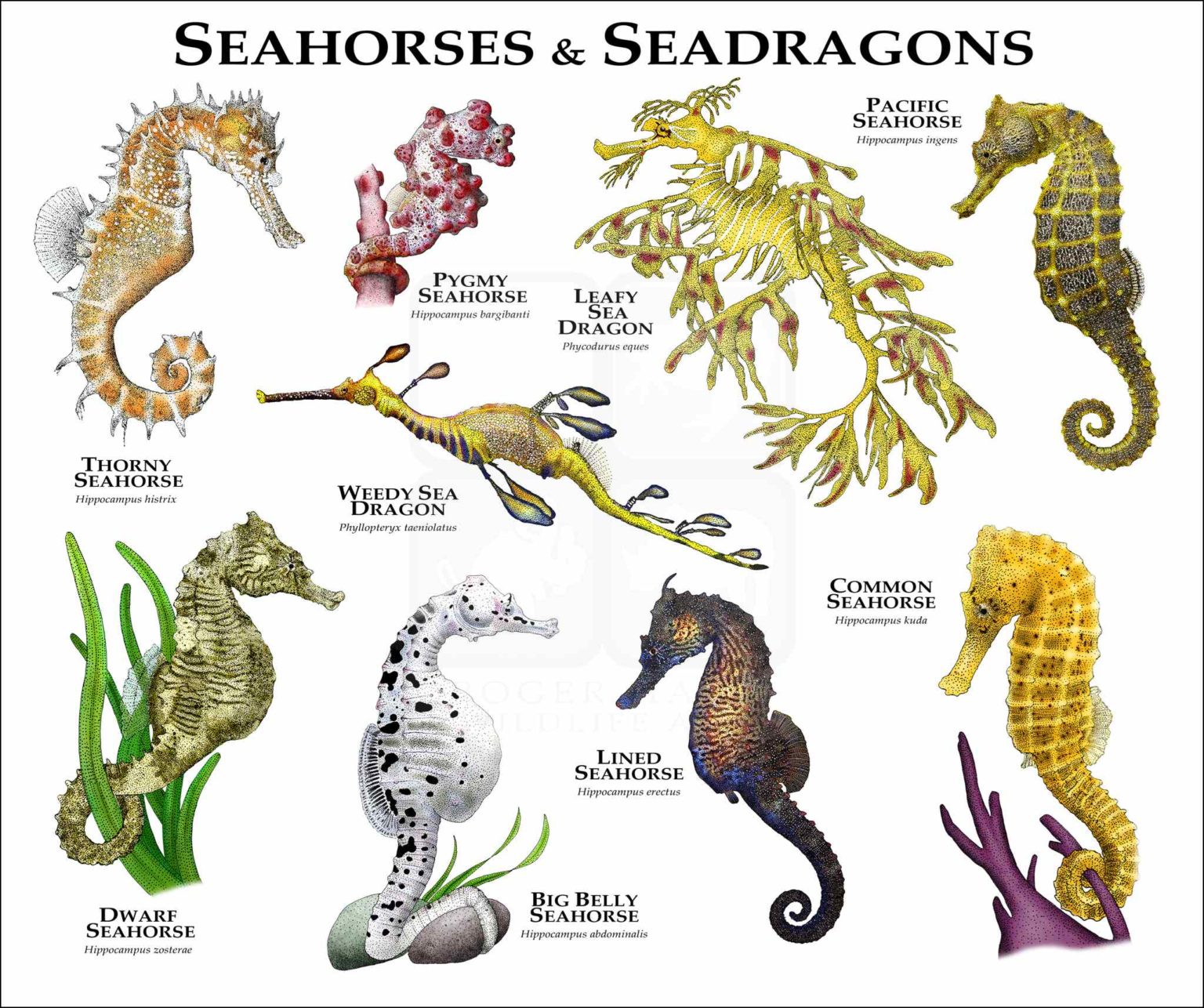 Seahorses of the World Poster Print - inkart