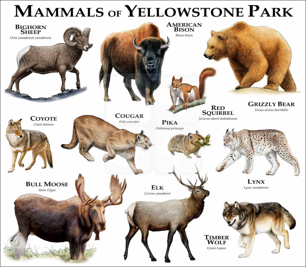 Animals of Yellowstone Poster Print - inkart