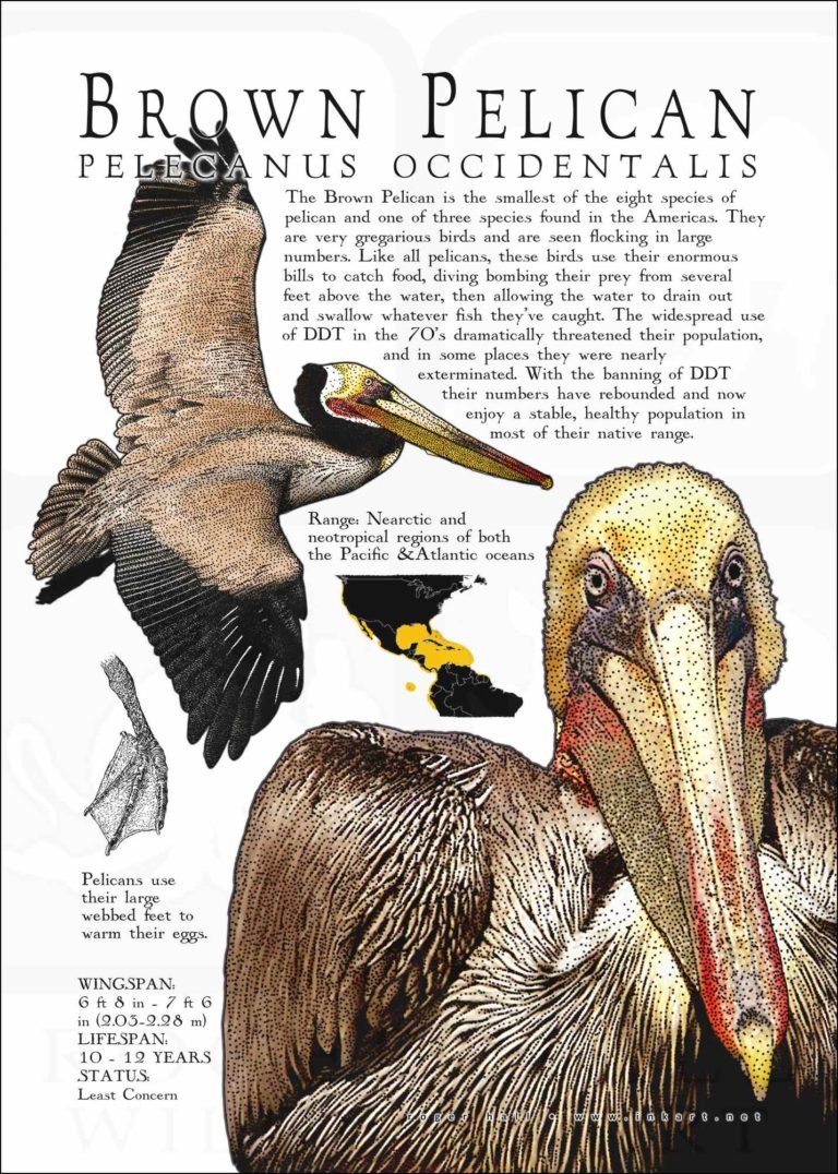 Brown Pelican Poster Print / Infographic
