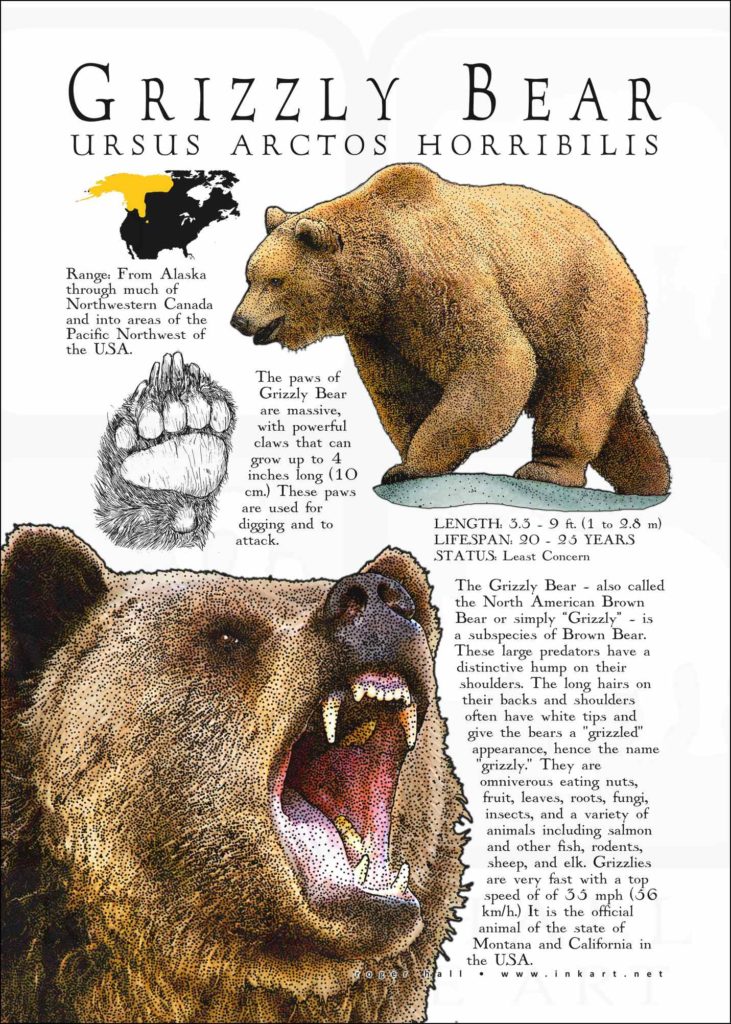 Grizzly Bear Poster Print / Infographic