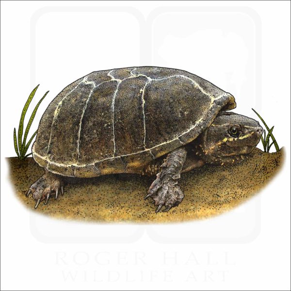 Stock Art Drawing of a Common Musk Turtle - inkart