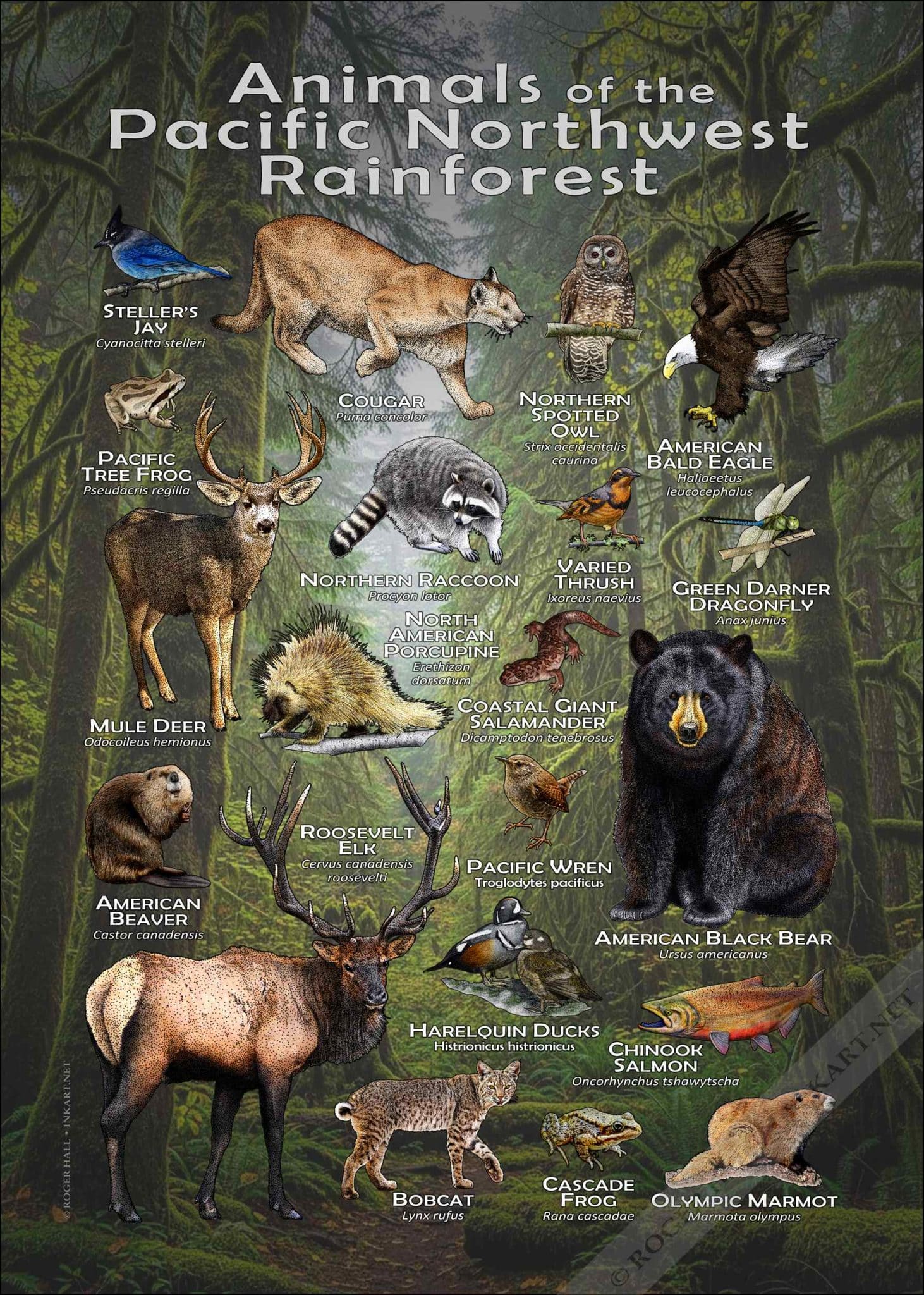 Animals of the Pacific Northwest Coast Region Poster Print