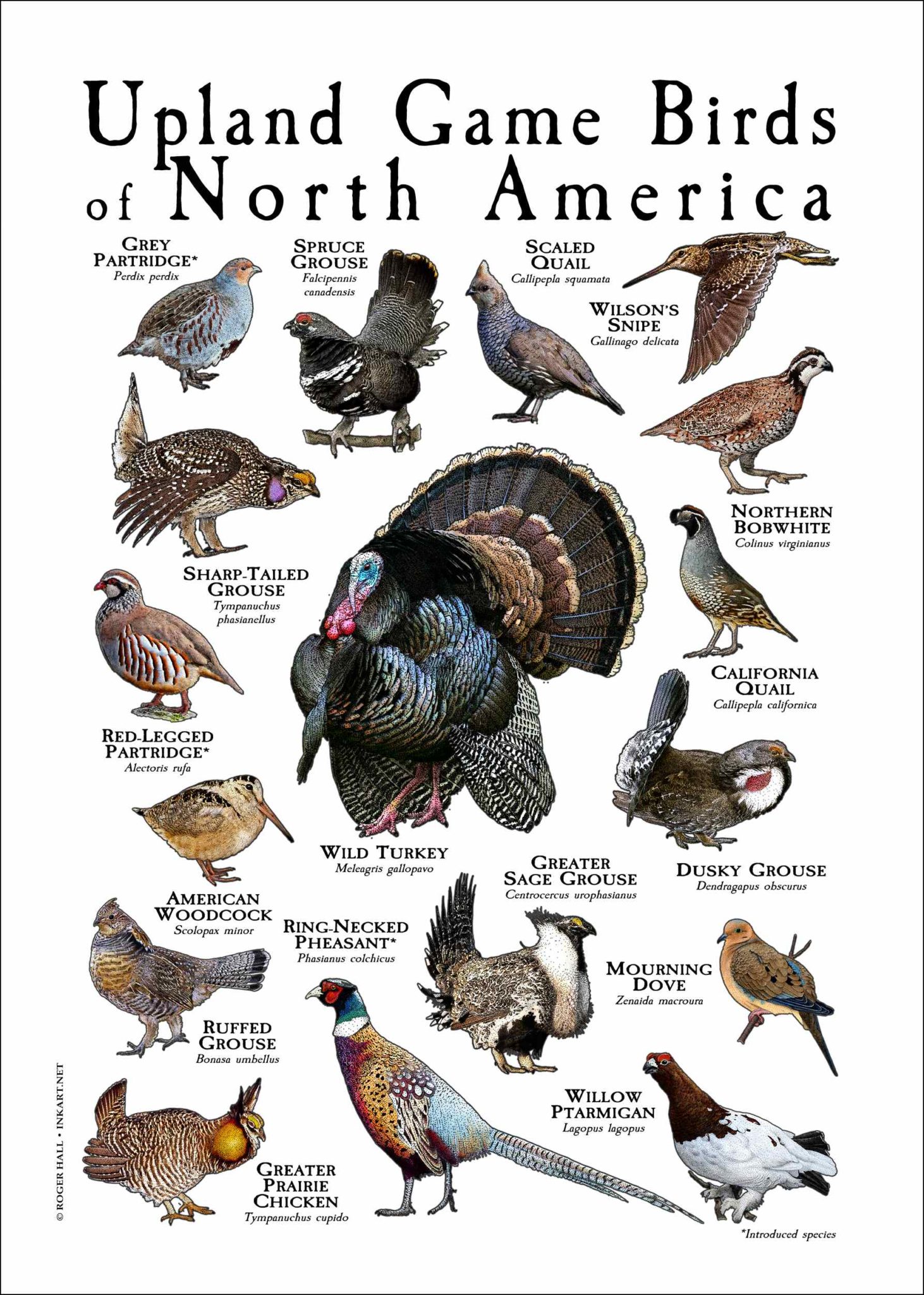 Upland Game Birds of North America - Wildlife Art