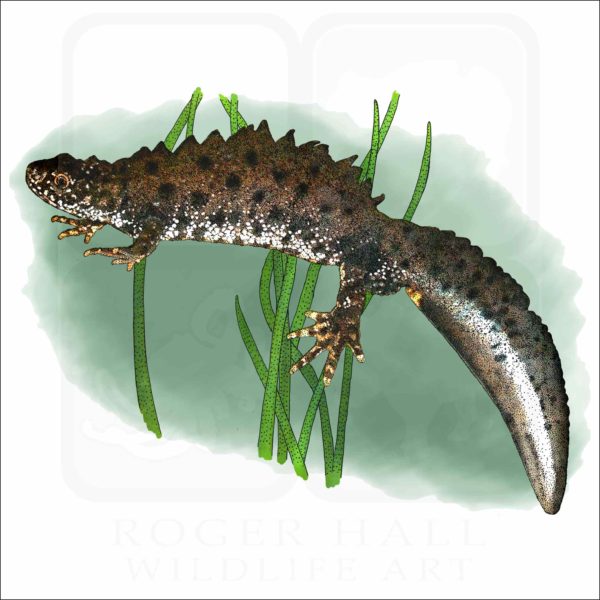Stock Art Drawing of a Great-Crested Newt - inkart