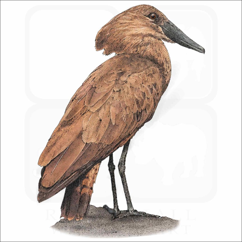 Hamerkop - Signed Fine Art Print – inkart