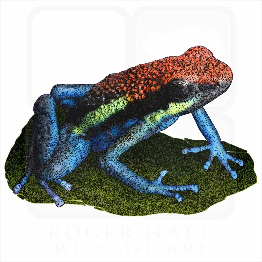 Poison Dart Frogs Poster Print