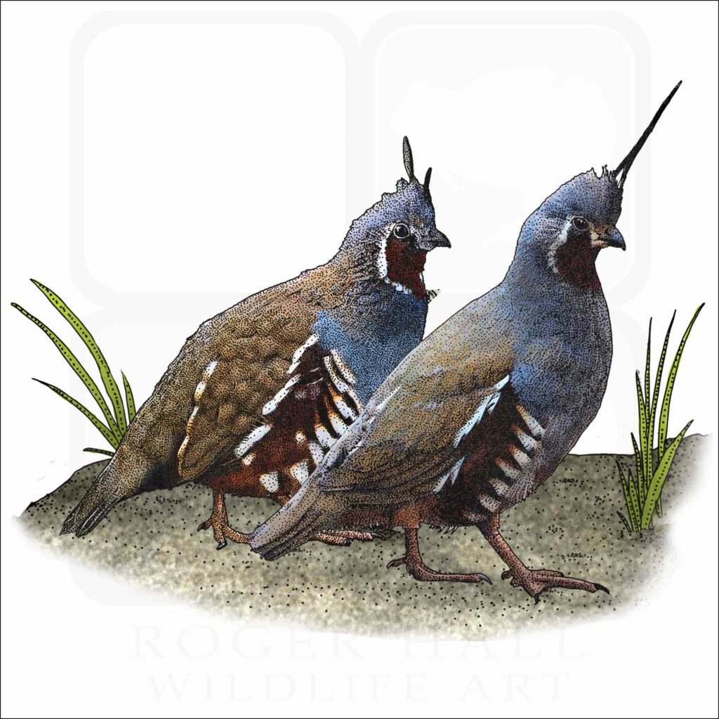 Stock Art Drawing of Mountain Quail - inkart