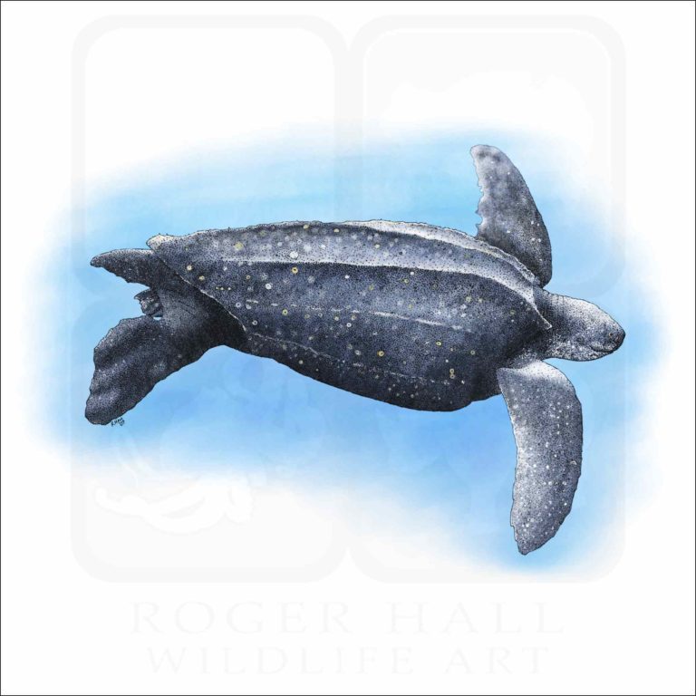 Leatherback Sea Turtle Poster - Wildlife Art
