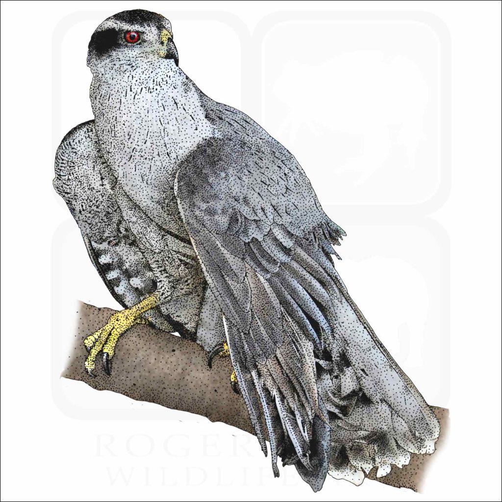 Northern Goshawk - Signed Fine Art Print