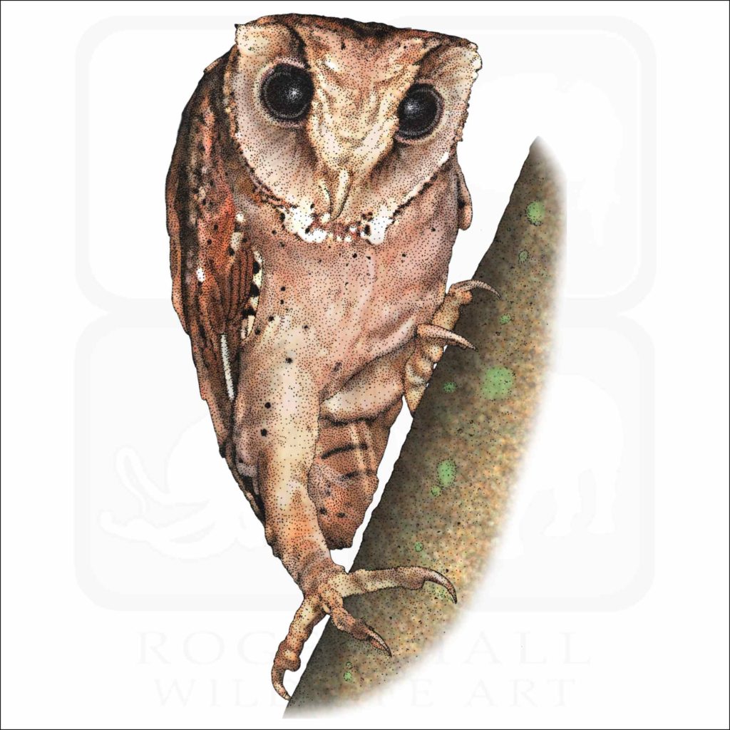 Stock Art Drawing of a Northern White-Faced Owl