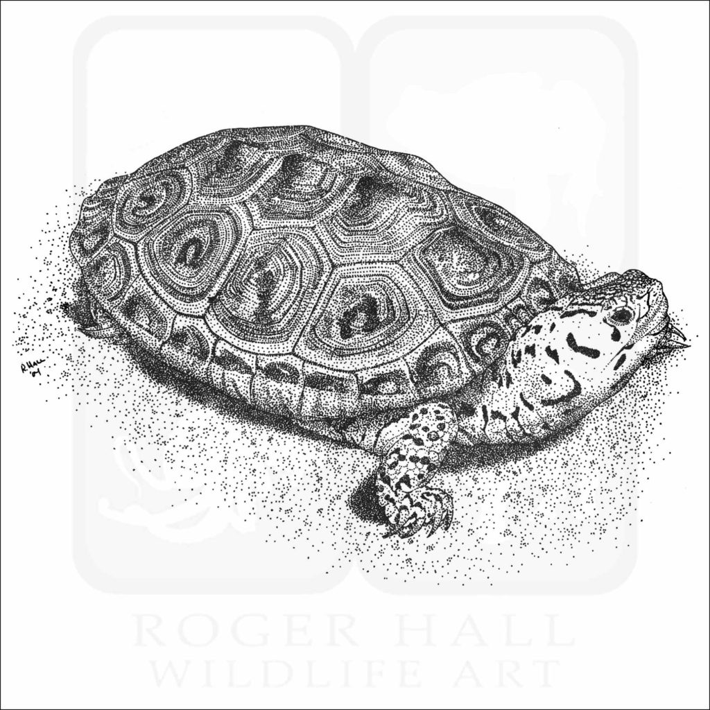 Ornate Diamondback Terrapin - Signed Fine Art Print – inkart