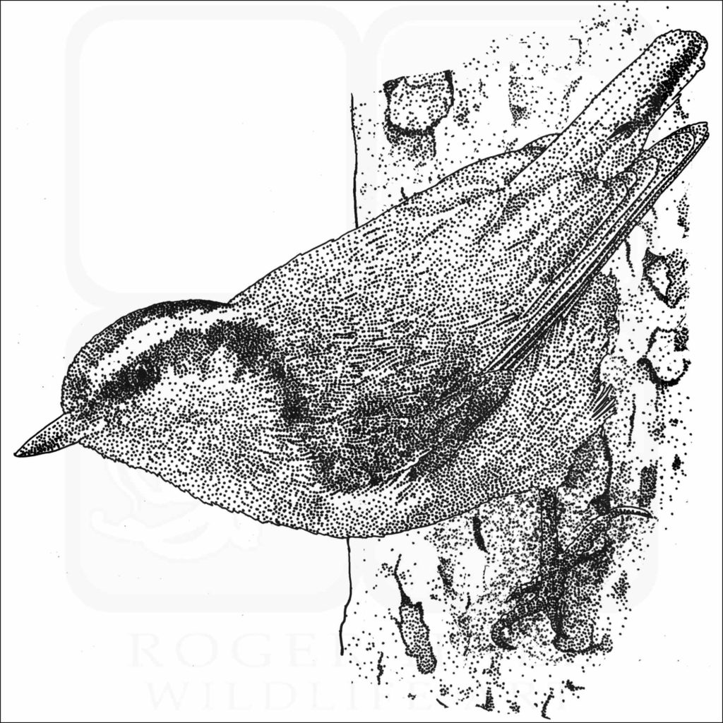 Red-Breasted Nuthatch - Signed Fine Art Print