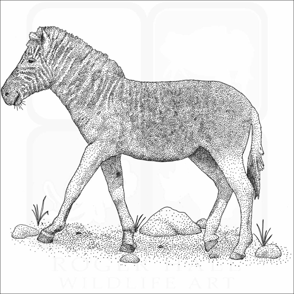 Quagga - Signed Fine Art Print
