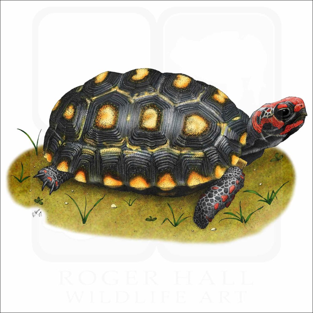 Stock Art Drawing of a Red-Footed Tortoise