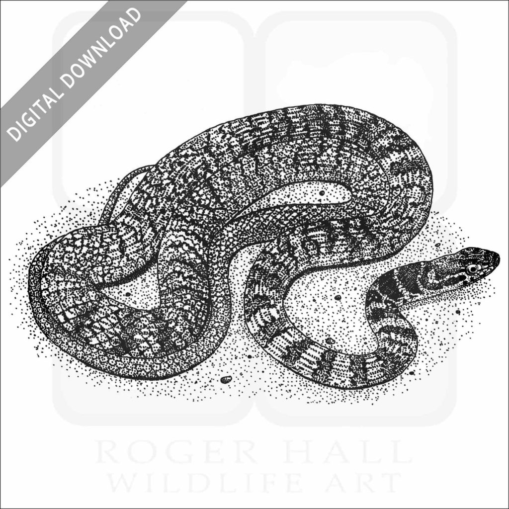 Stock Art Drawing of a Red Racer Snake
