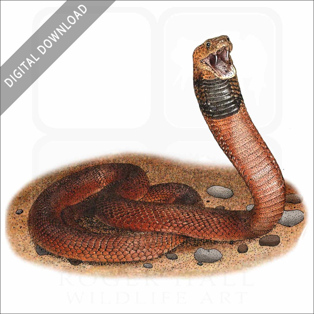 Stock Art Drawing of a Red Spitting Cobra