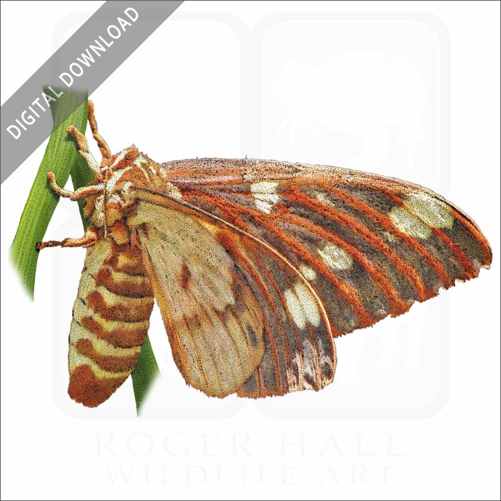 Stock Art Drawing of a Regal Moth