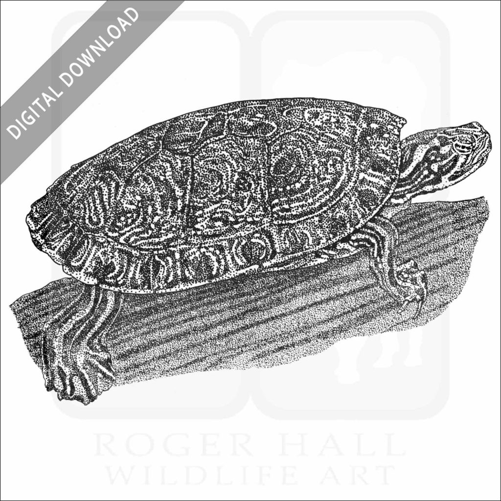 Stock Art Drawing of a Rio Grande Cooter