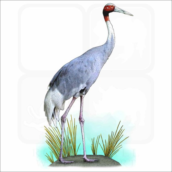 Stock Art Drawing of a Sarus Crane