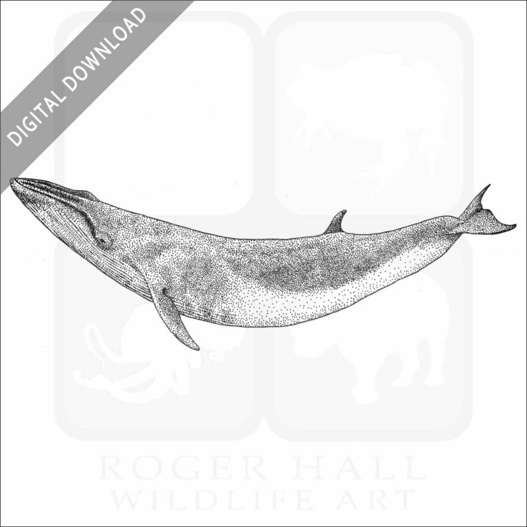 Stock Art Drawing of a Sei Whale