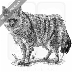 Stock Art Drawing of a Southern Aardwolf