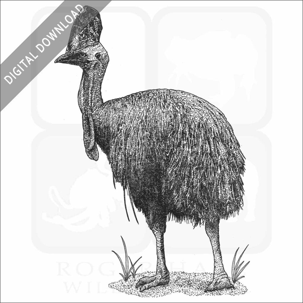 Stock Art Drawing of a Southern Cassowary