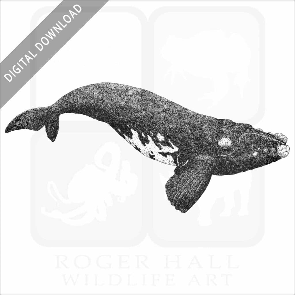 Stock Art Drawing of a Southern Right Whale