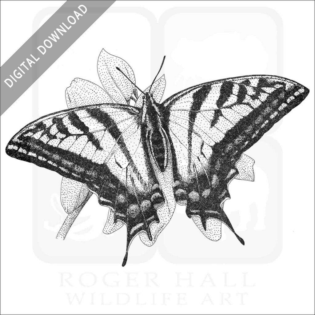 Stock Art Drawing of a Two-Tailed Swallowtail Butterfly
