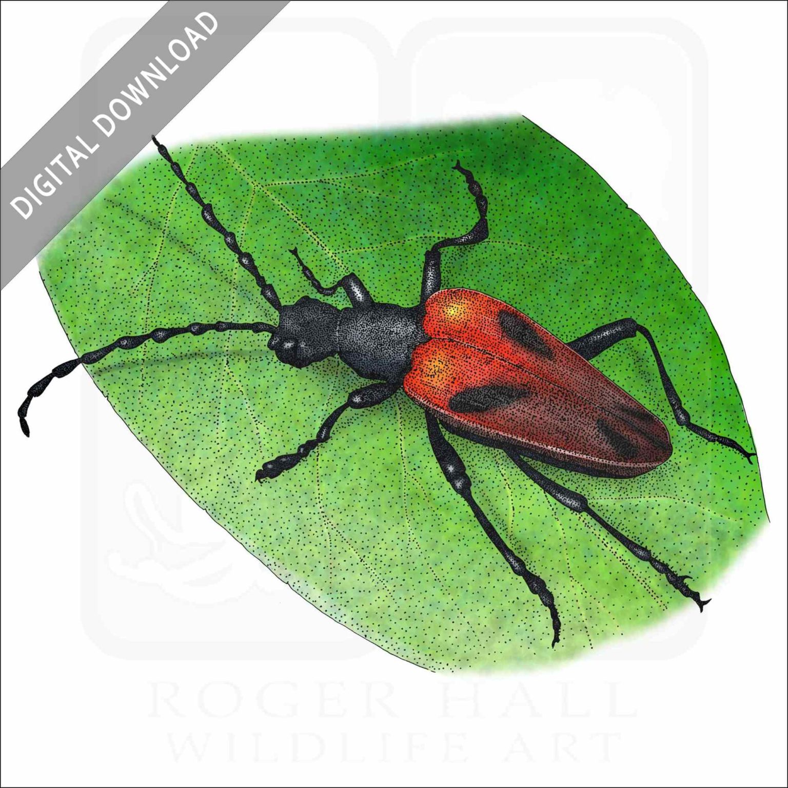 Goliath Beetle Poster Print / Infographic