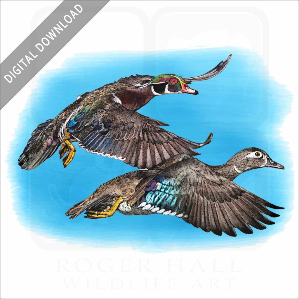 Stock Art Drawing of Wood Ducks
