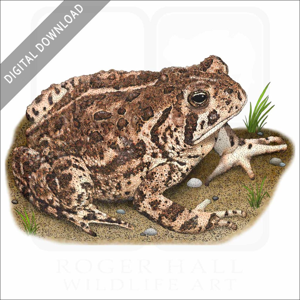 Stock Art Drawing of a Woodhouse's Toad