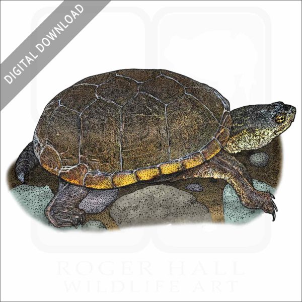 Stock Art Drawing of a Bog Turtle - inkart