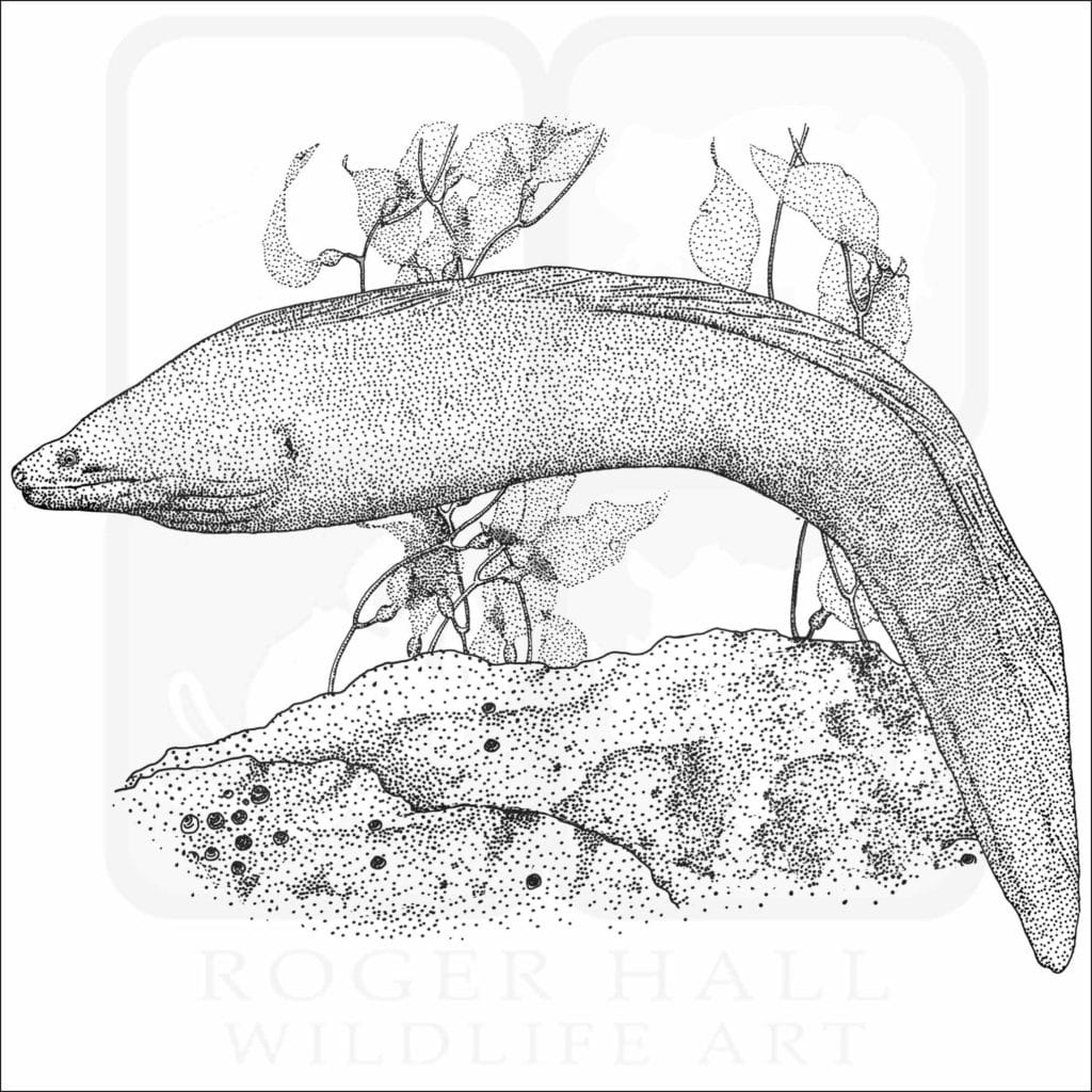 California Moray Eel - Signed Fine Art Print