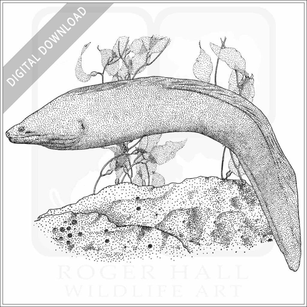 Stock Art Drawing of a California Moray Eel