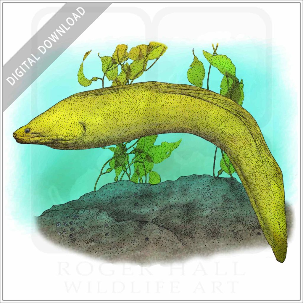Stock Art Drawing of a California Moray Eel