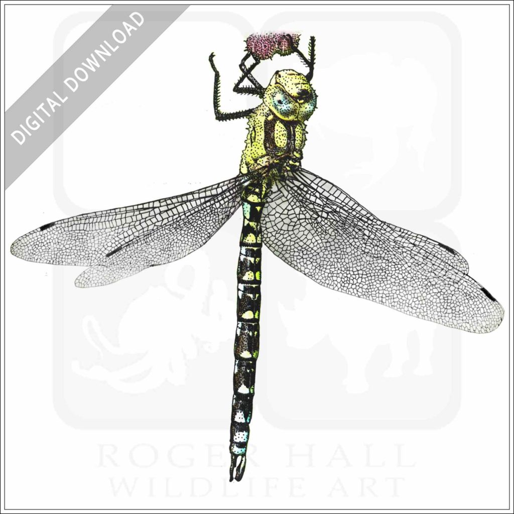 Stock Art Drawing of a Southern Hawker Dragonfly