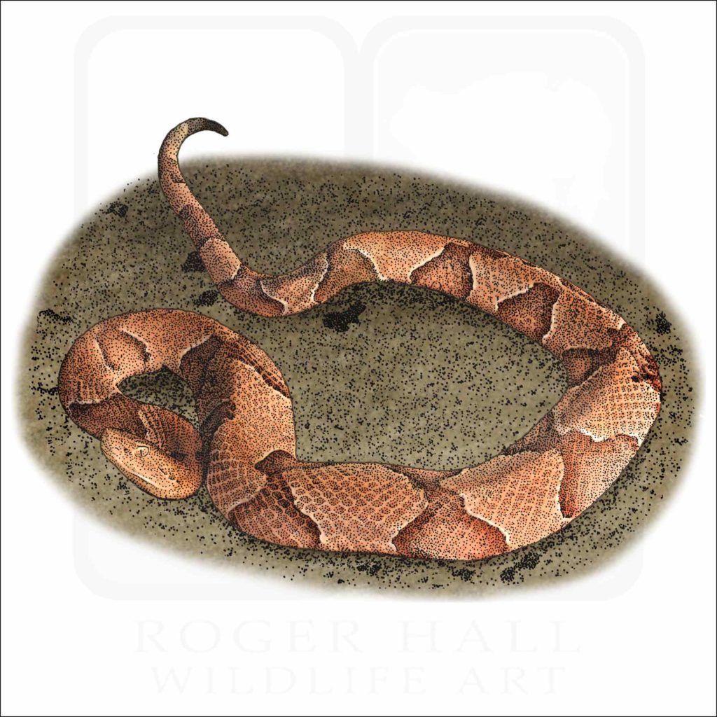 Stock Art Drawing of an Eastern Copperhead Snake