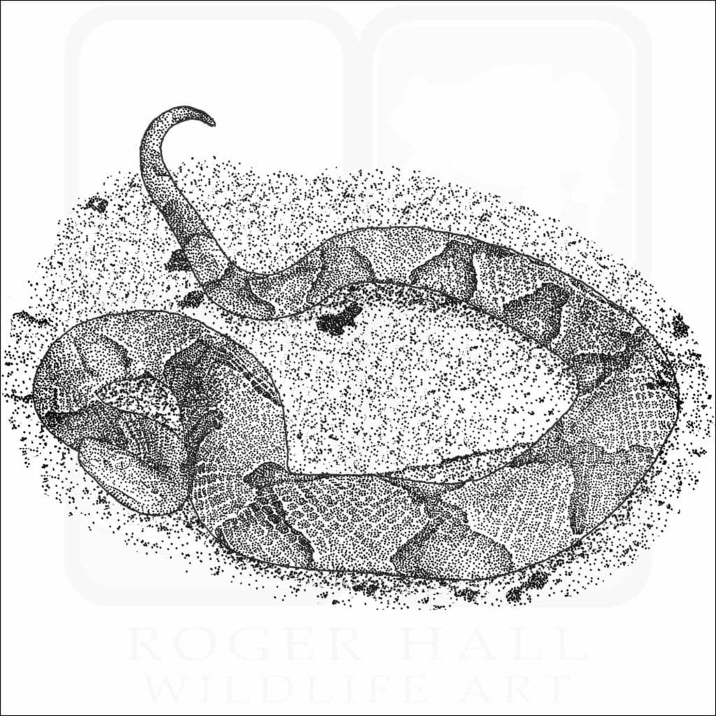 Eastern Copperhead Snake - Signed Fine Art Print