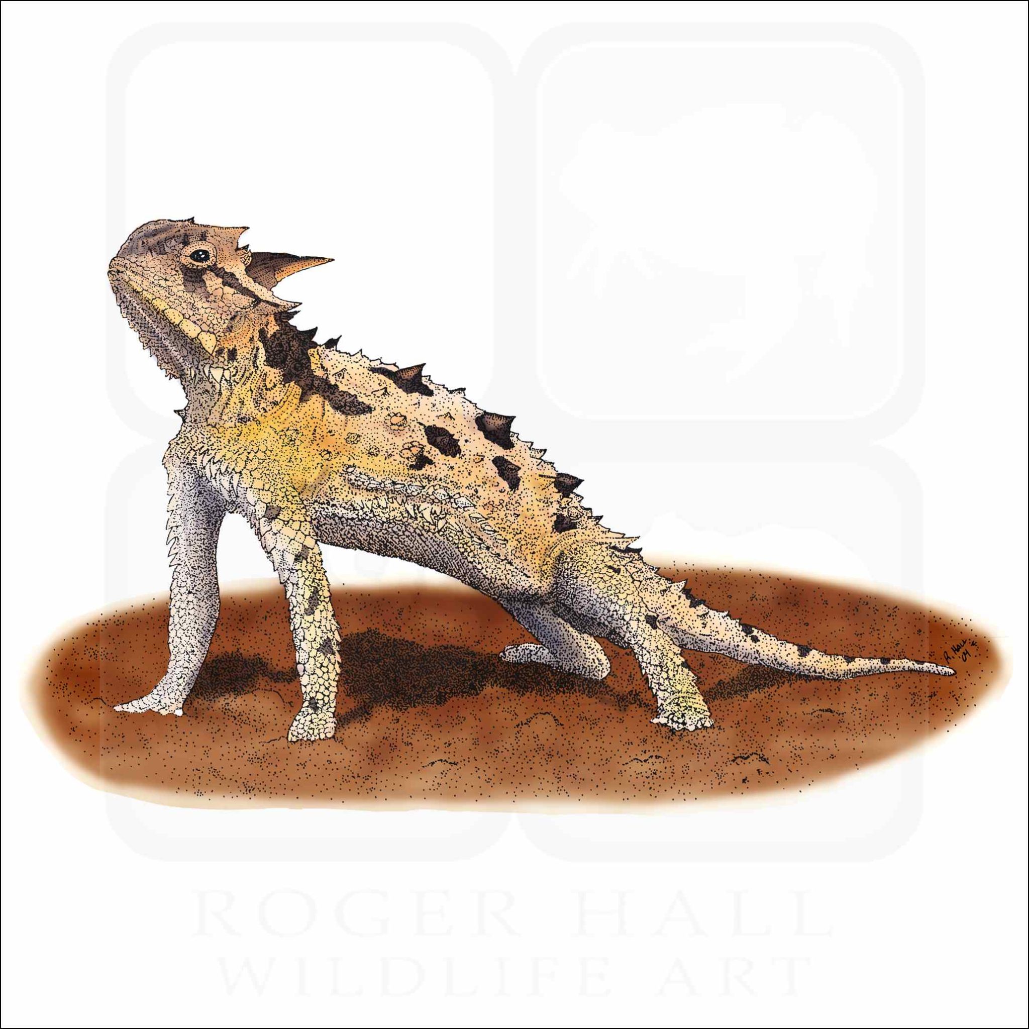 Texas Horned Lizard - Signed Fine Art Print