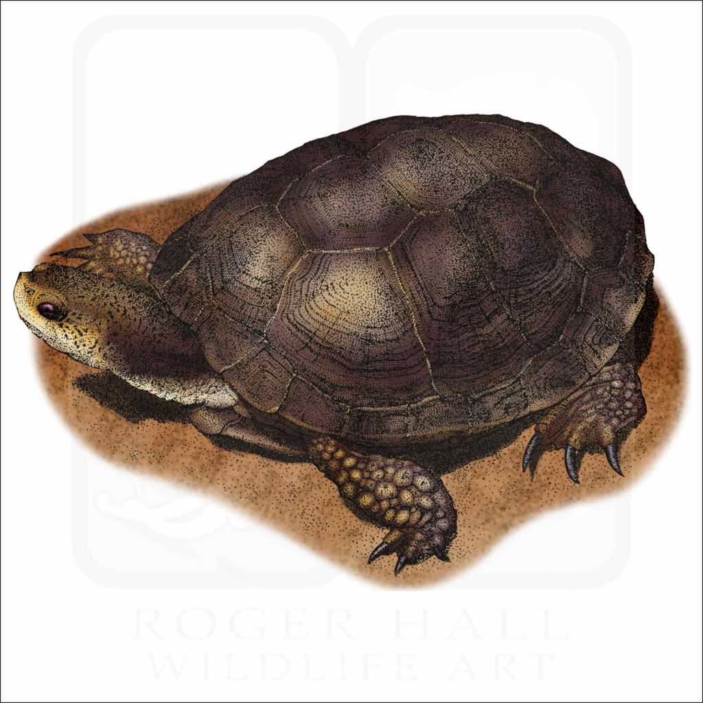 Western Pond Turtle - Signed Fine Art Print