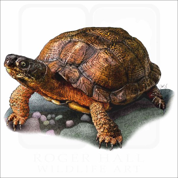 Wood Turtle Poster Print / Infographic