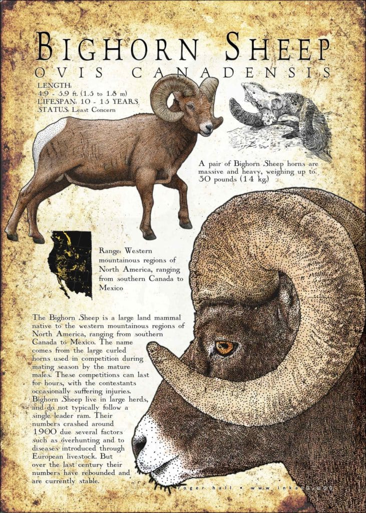 Bighorn Sheep Poster / Infographic
