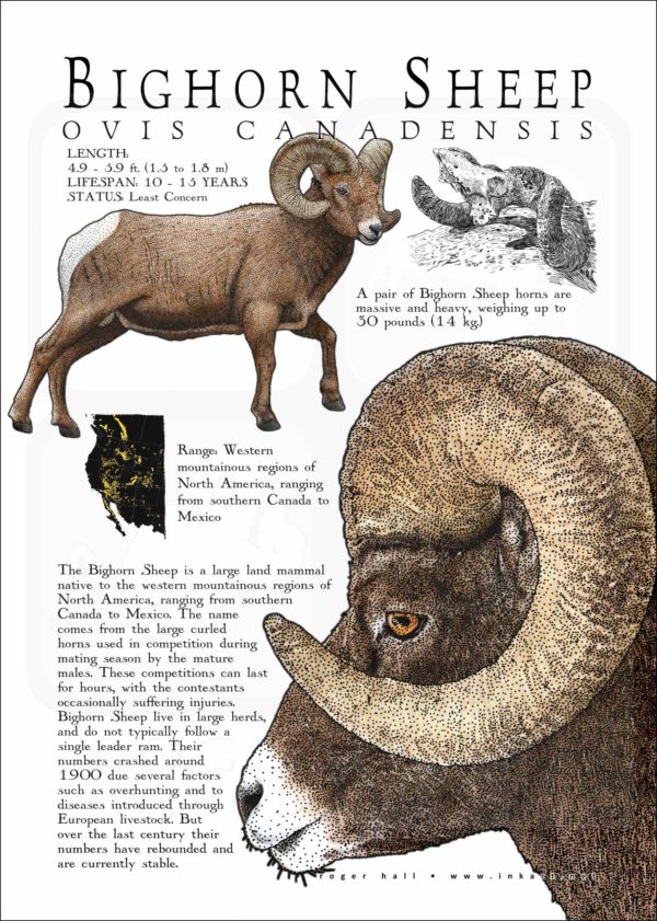 Bighorn Sheep Poster / Infographic