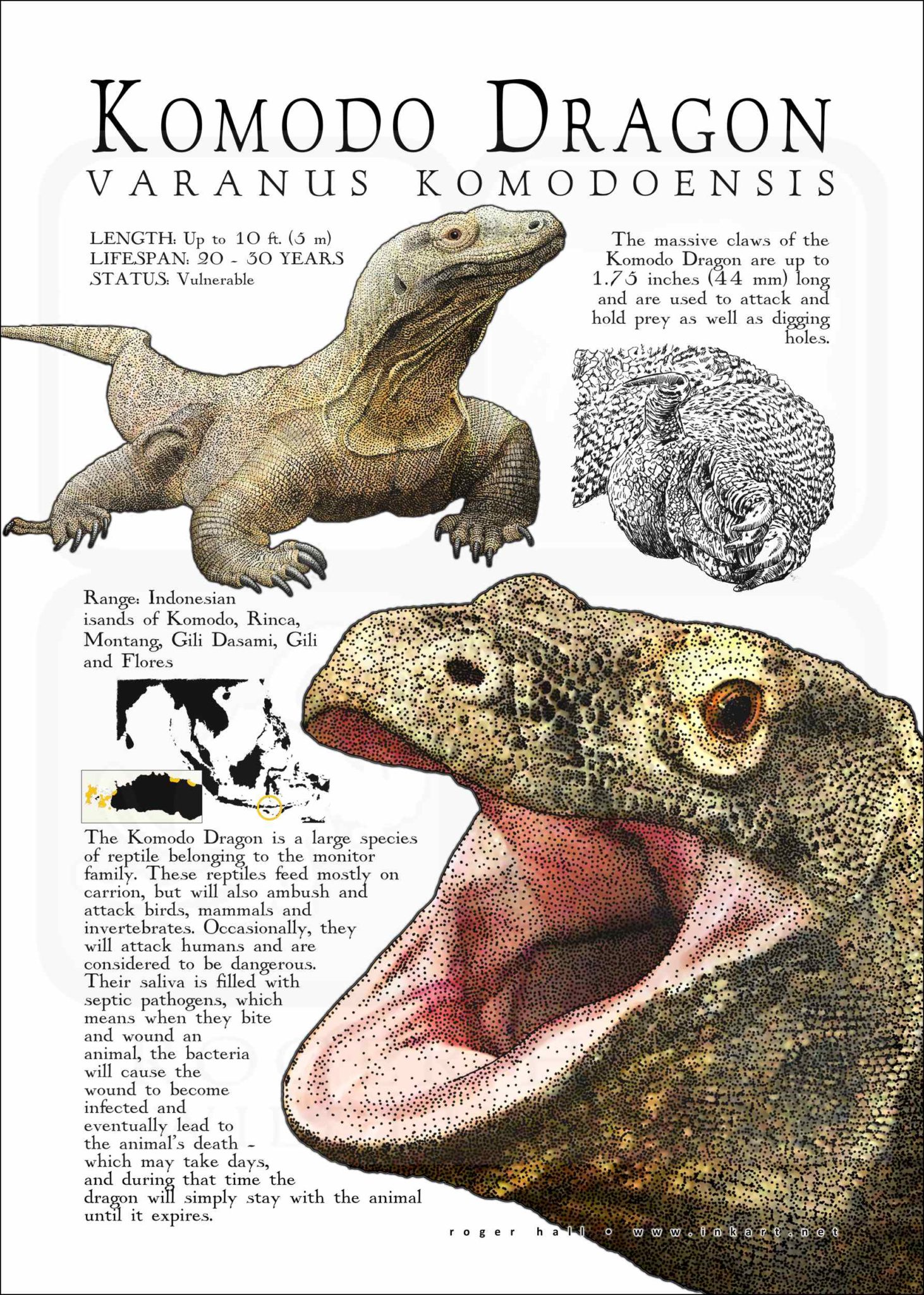 Komodo Dragon Poster / Infographic
