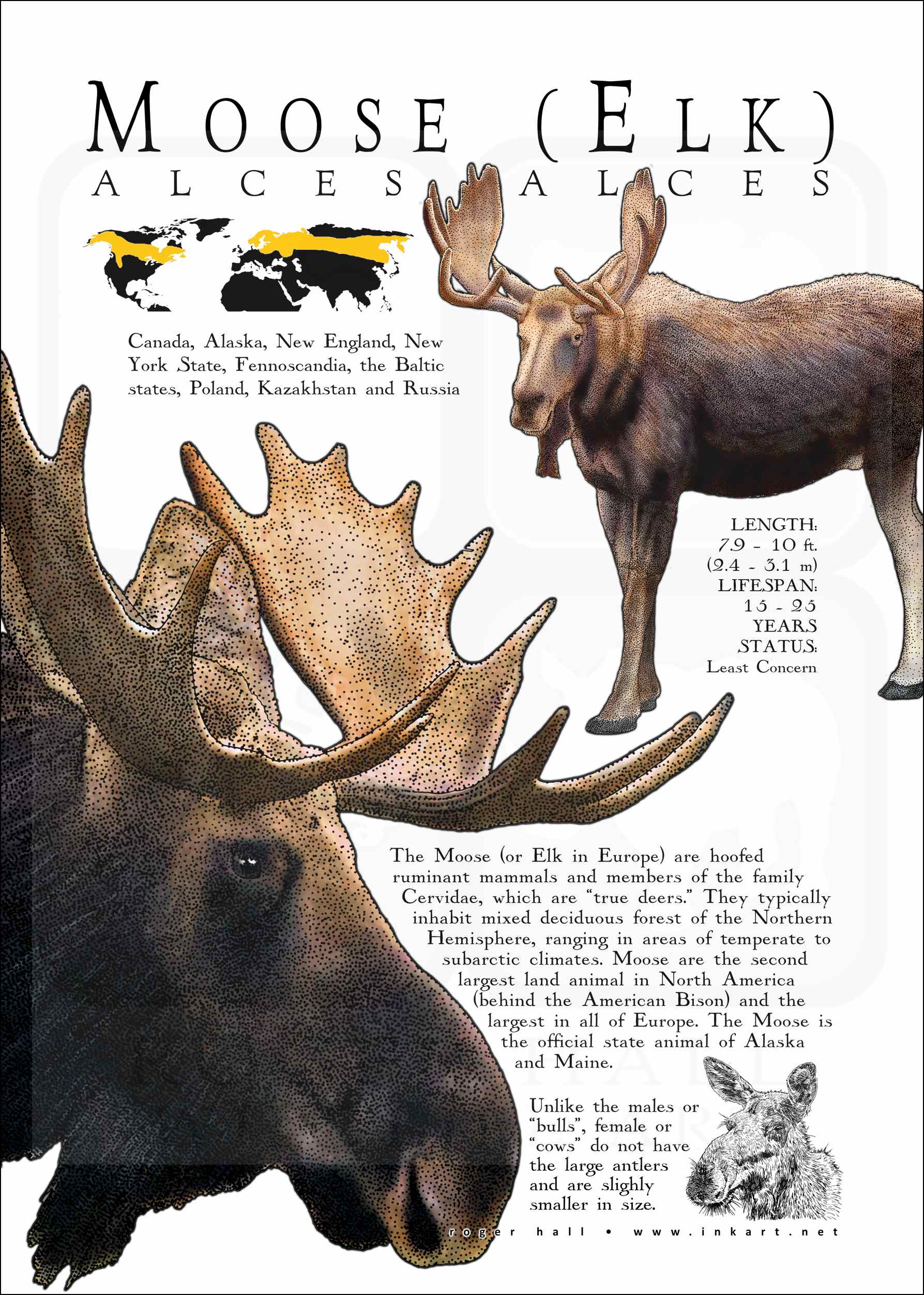 Moose Graphics Moose Wall Art Nature Inspired Painting Modern Rustic