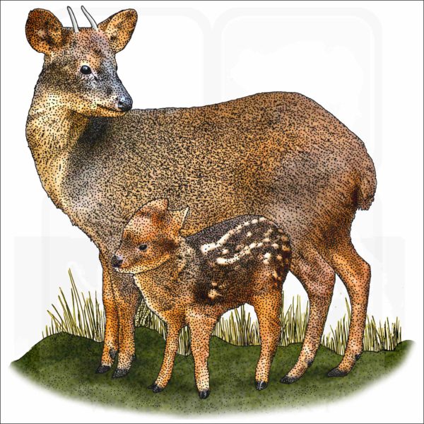 Deer Species of the World Poster Print