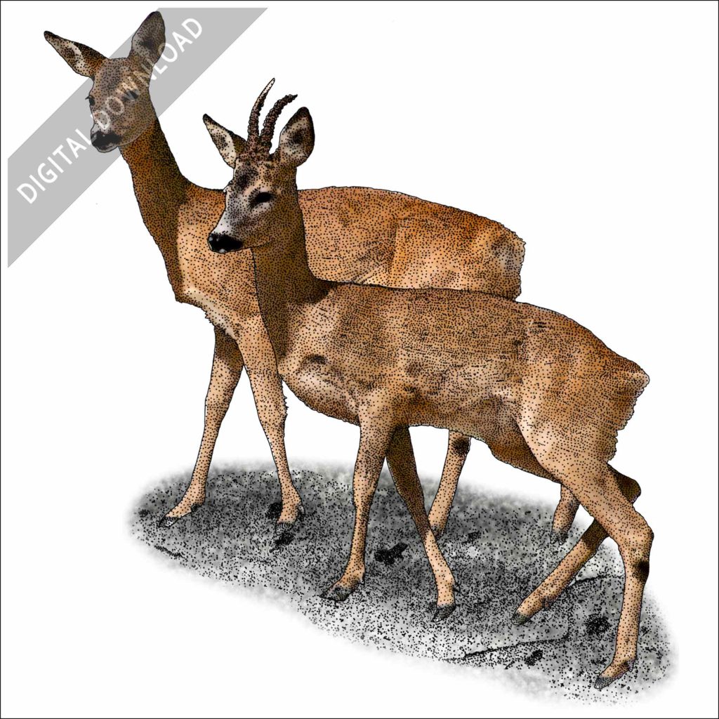Stock Art Drawing of a Western Roe Deer
