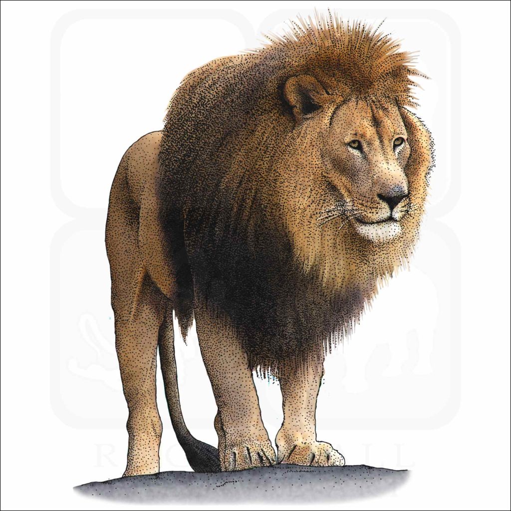 Stock Art Drawing of an African Lion